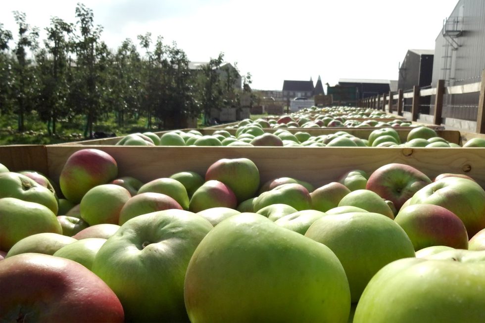 Our Produce - Adrian Scripps Ltd