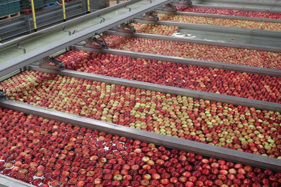 Packhouse & Stores - Adrian Scripps Ltd