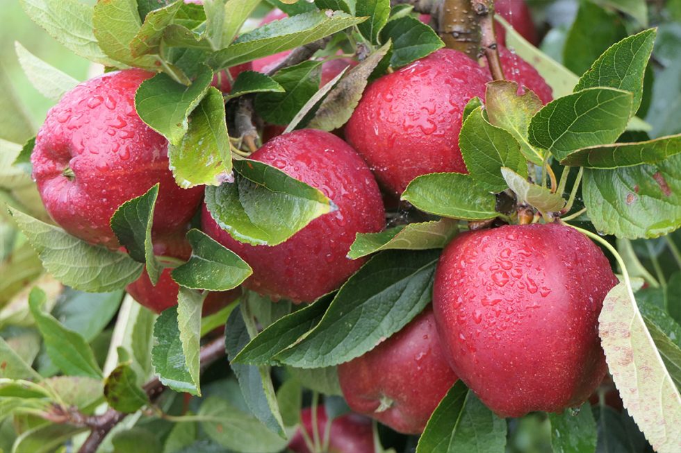 Our Produce - Adrian Scripps Ltd
